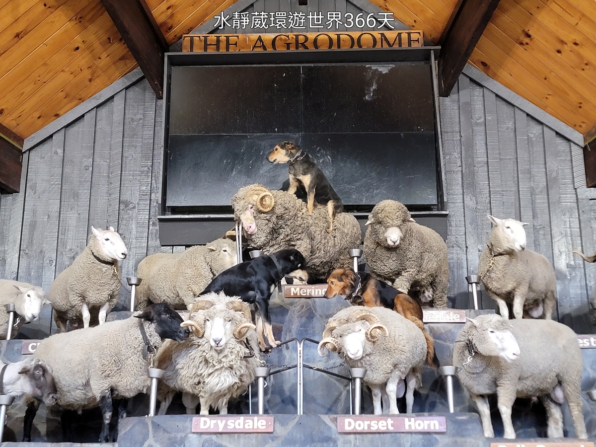 鴻大紐西蘭北島8日遊│愛歌頓皇家牧場Agrodome Farm紐西蘭最大農場 牧場表演秀、餵羊餵羊駝 - 環遊世界366天